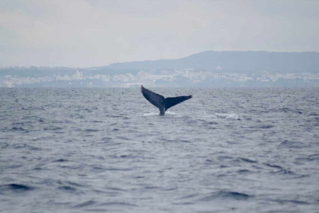 あくてぃ部活動報告 〜第22回〜 | 株式会社ビーンズラボ - Beans Labo Co., Ltd.